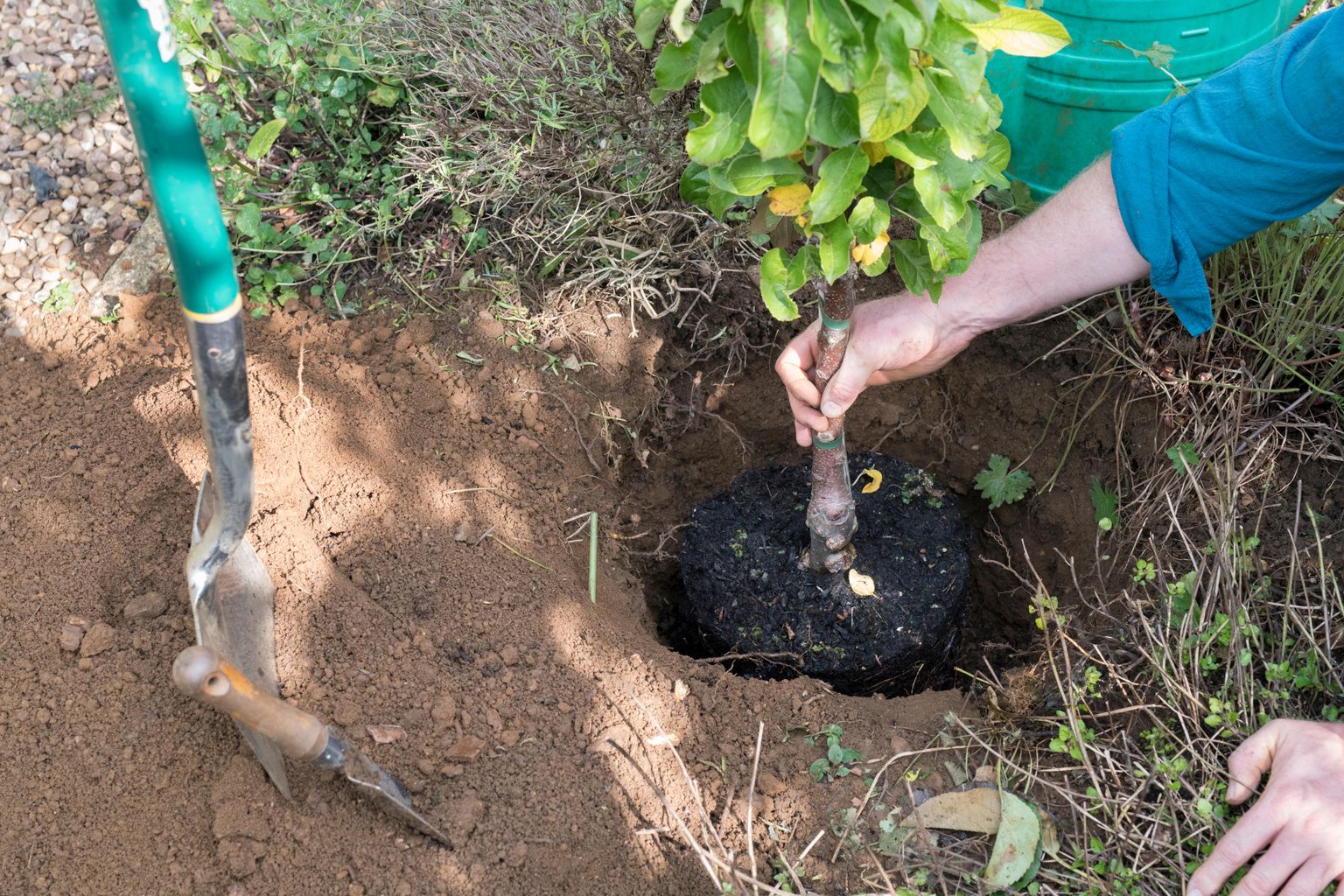 Thousands of free trees available for planting in the Chichester ...