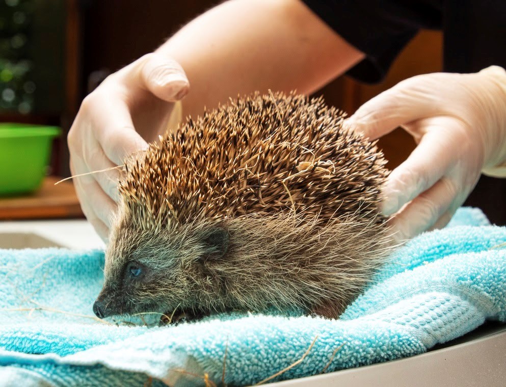 RSPCA gears up for busy hedgehog season in the East