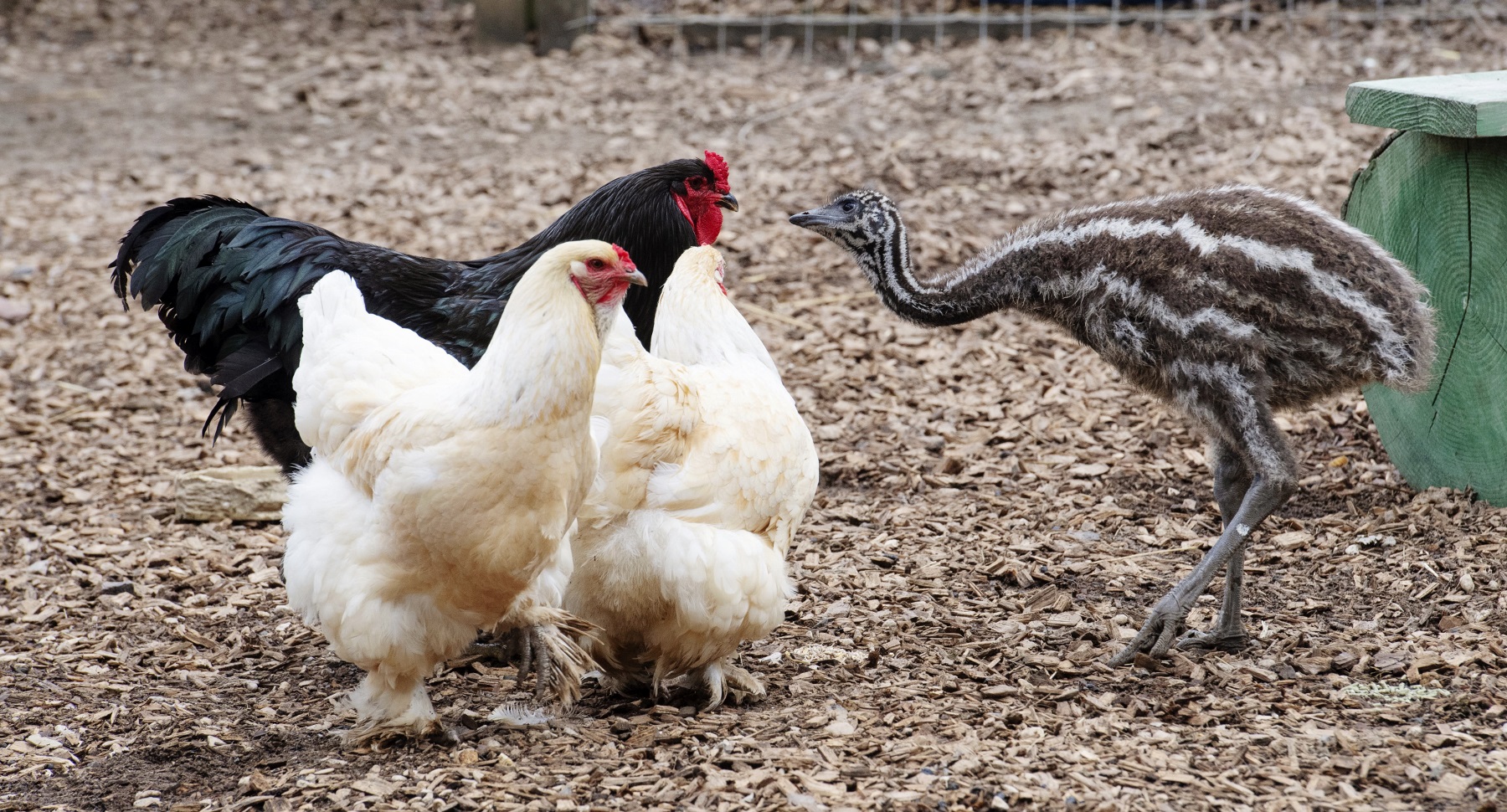 Longleat emu chick strikes up unusual friendship | News - Greatest Hits ...