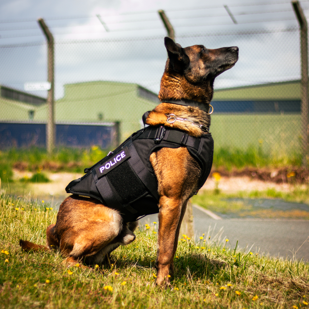 Police dogs in Lincolnshire could get body armour | News - Greatest ...