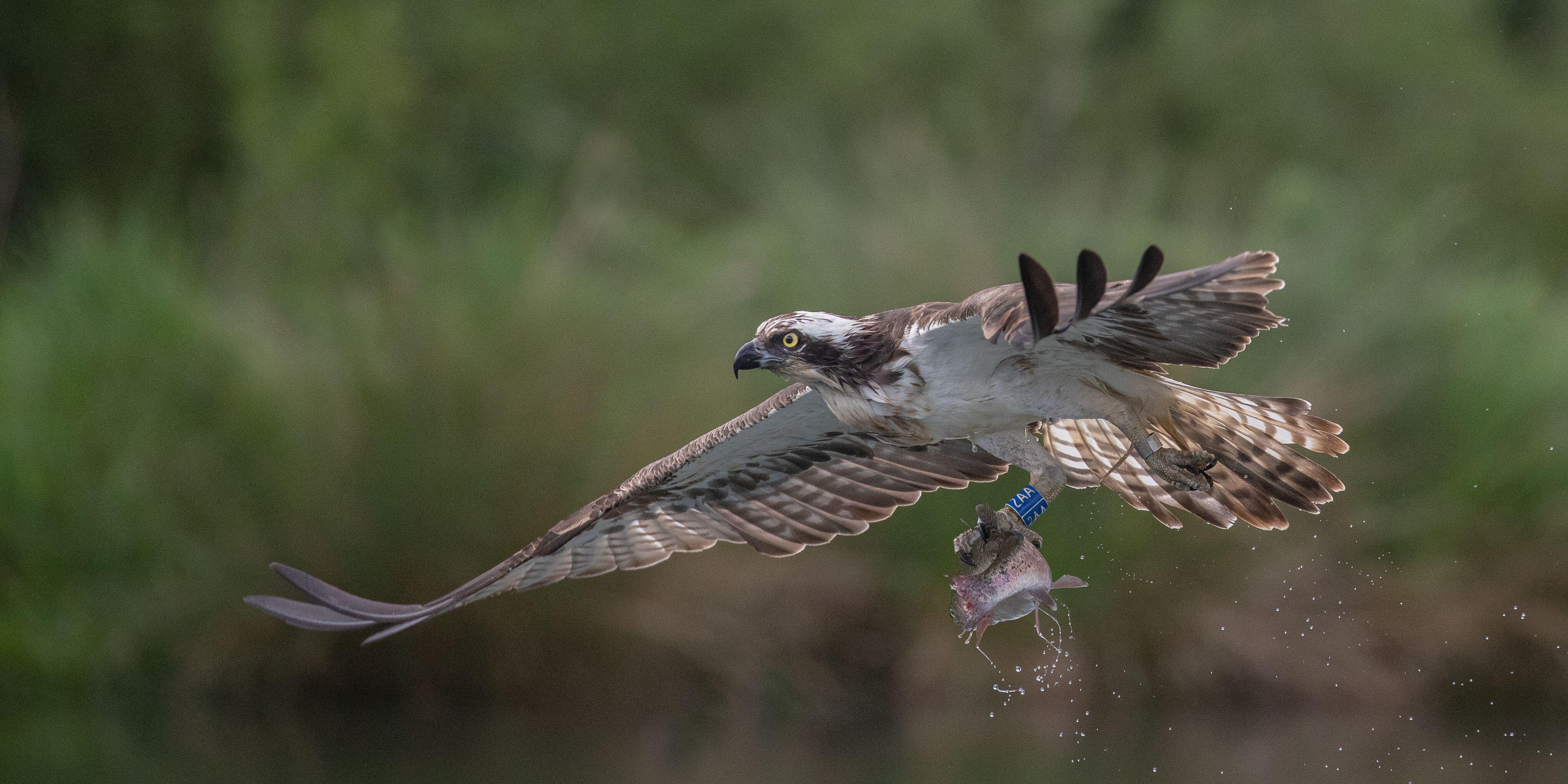 Osprey Project celebrates 200th chick born on Rutland Water | News ...
