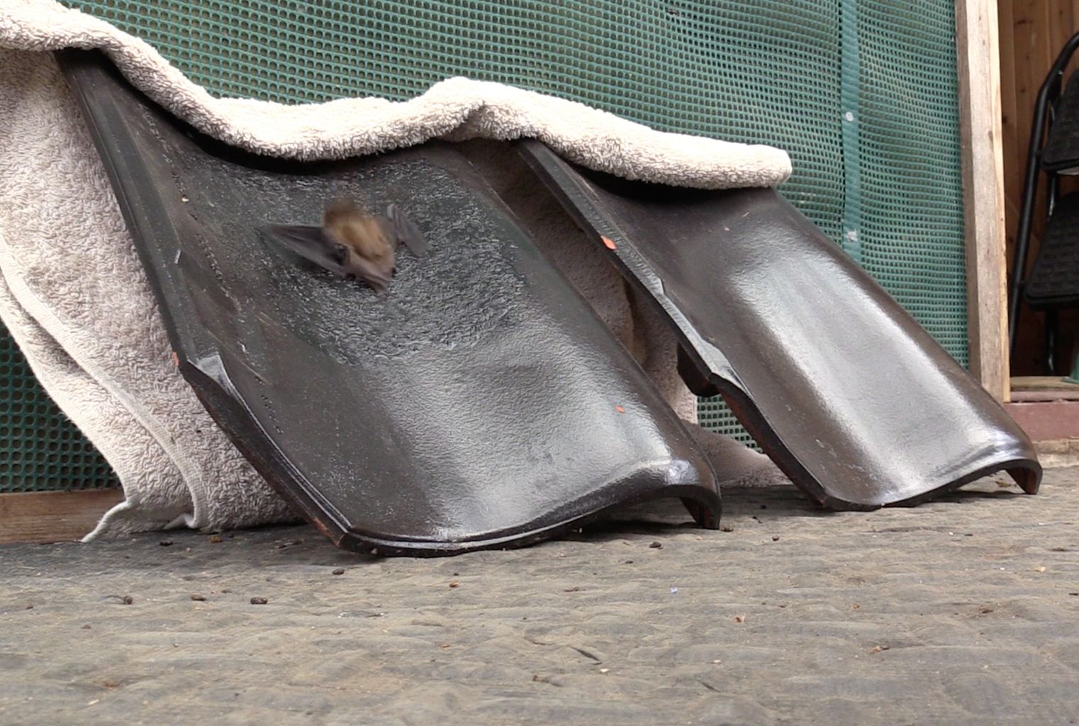 Oxburgh Hall in Norfolk gets slip-proof tiles for bats