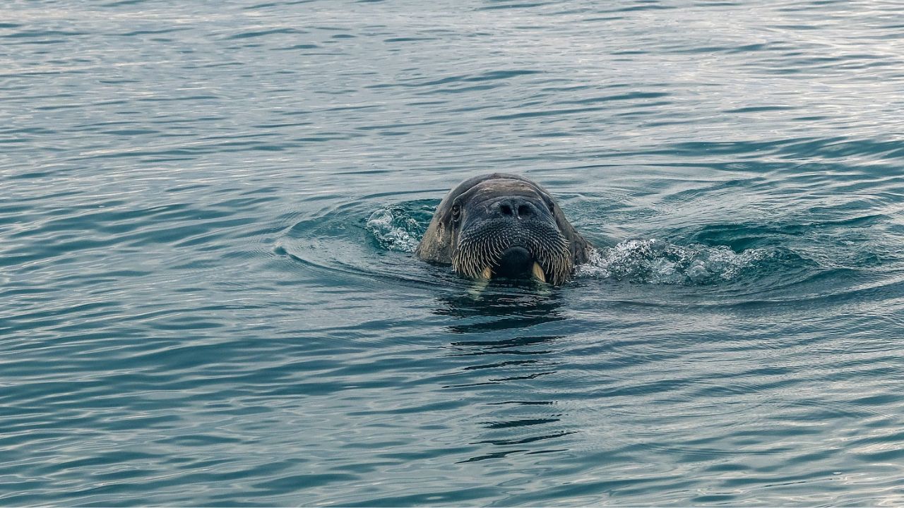 Wally the wandering walrus found sleeping on luxury boat | News - Cool FM