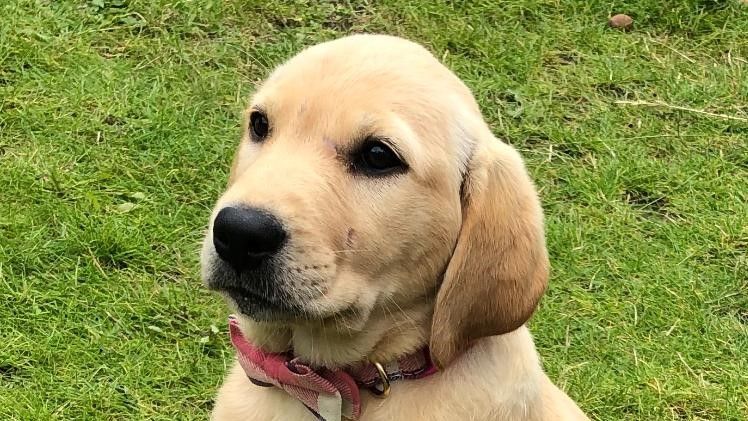 Skegness Nurses are raising money for the training and care of their ...