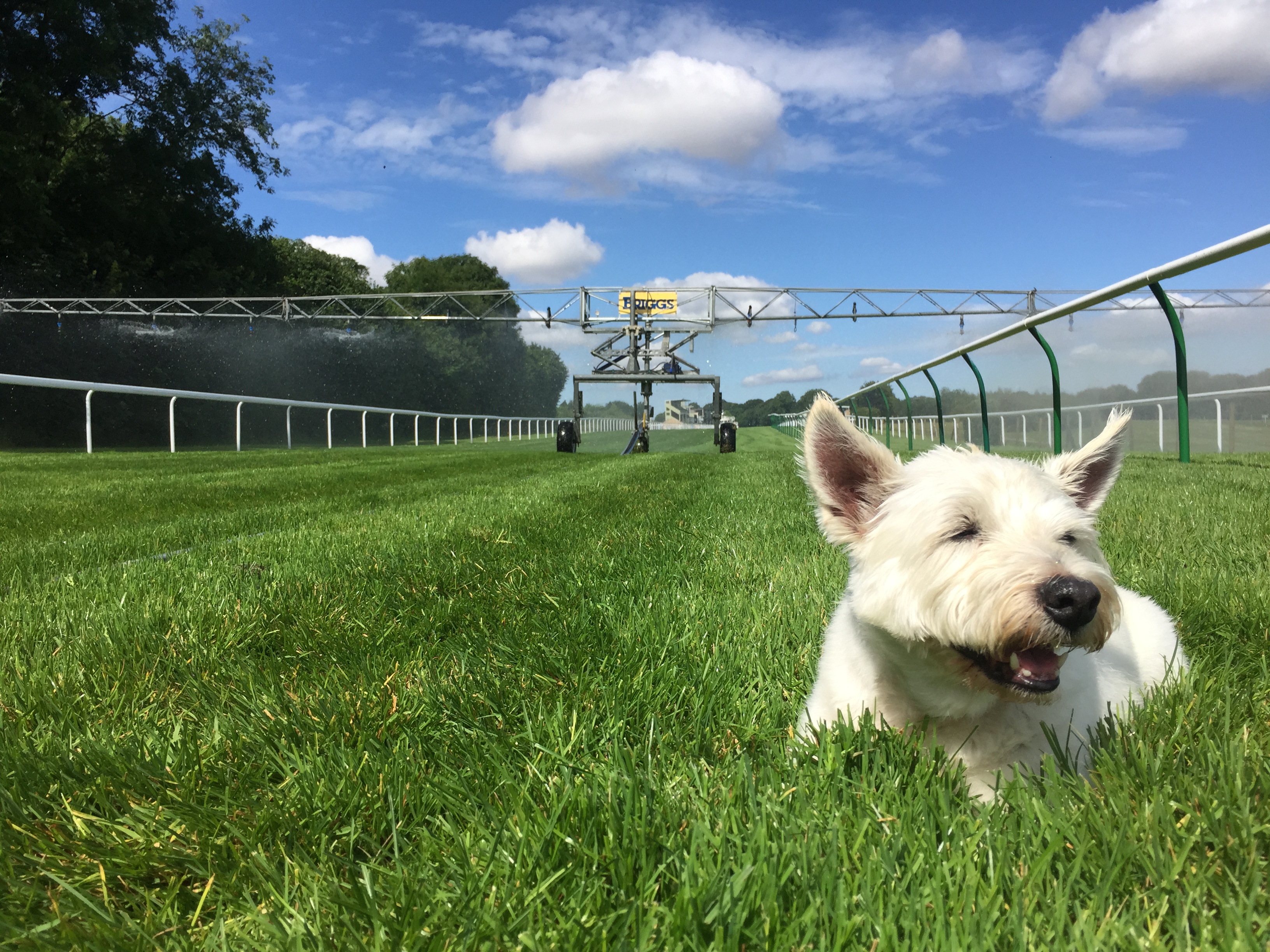 Race dedicated to furry assistant of Salisbury's Clerk