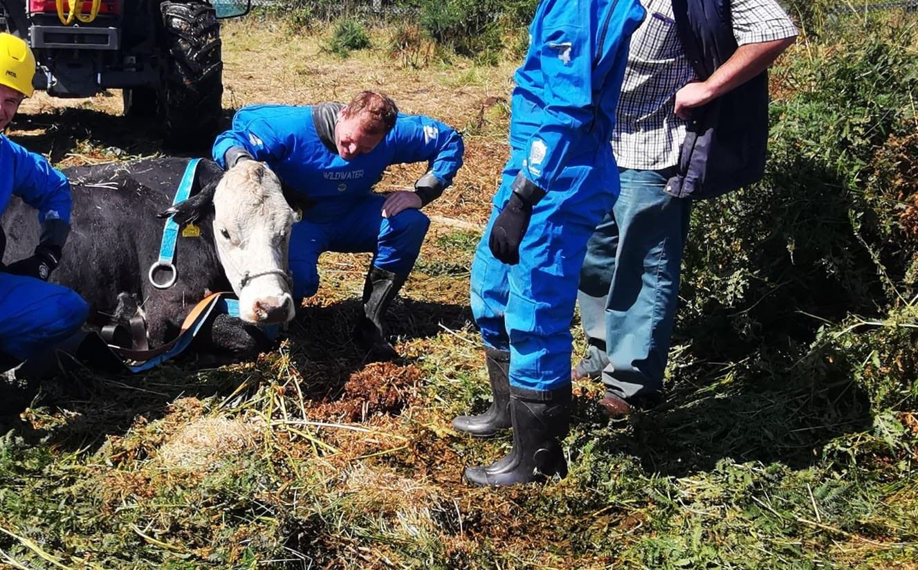 Cow rescued from muddy bog near the A30 in Cornwall | News - undefined