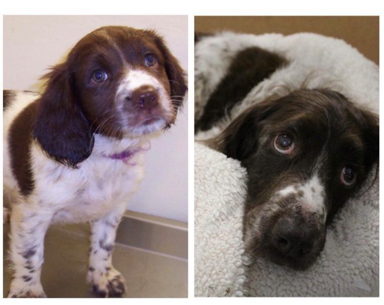 Dog returned to Cornish rescue centre needs 'end of life' home