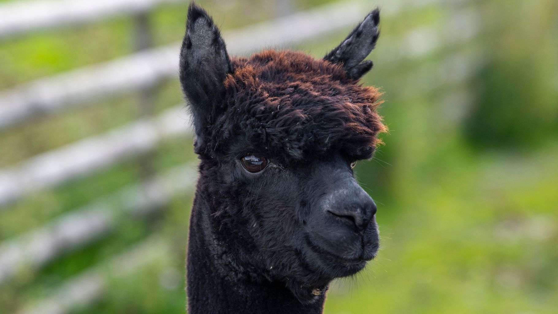 Geronimo the alpaca killed amid fury from campaigners