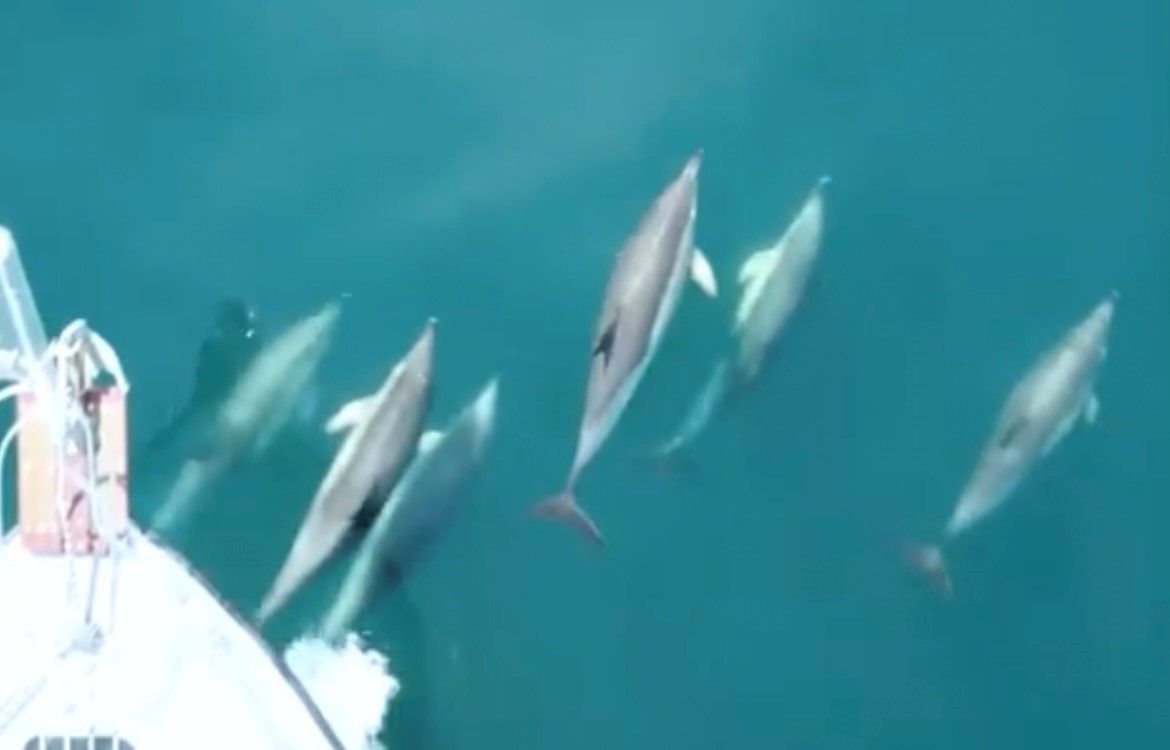Drone captures incredible video of dolphins racing alongside boat off ...
