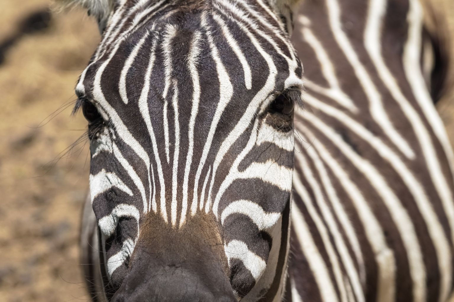 Whipsnade Zoo welcome adorable female zebra foal