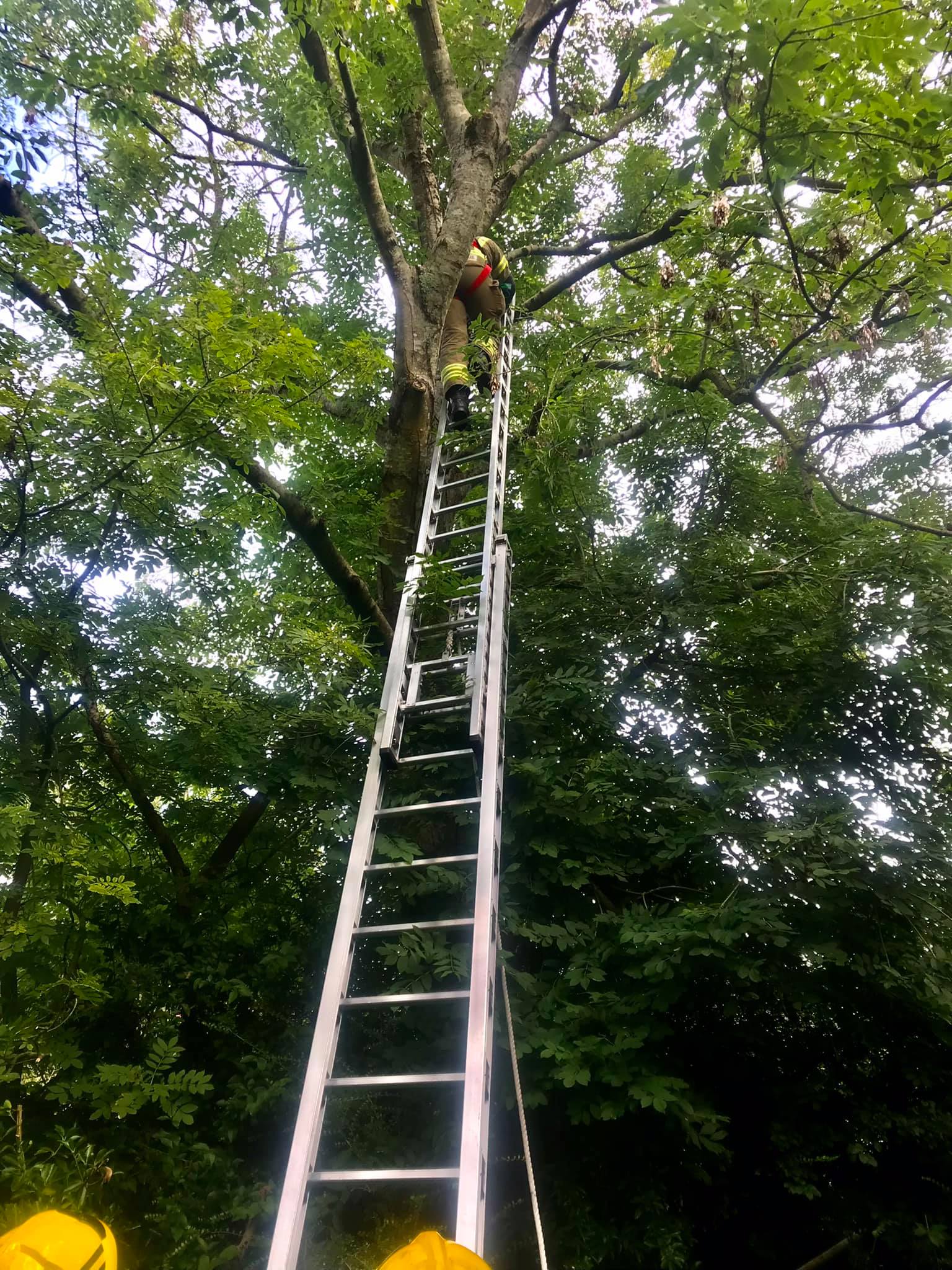Bridport firefighters were called to rescue a cat stuck up a tree - It ...