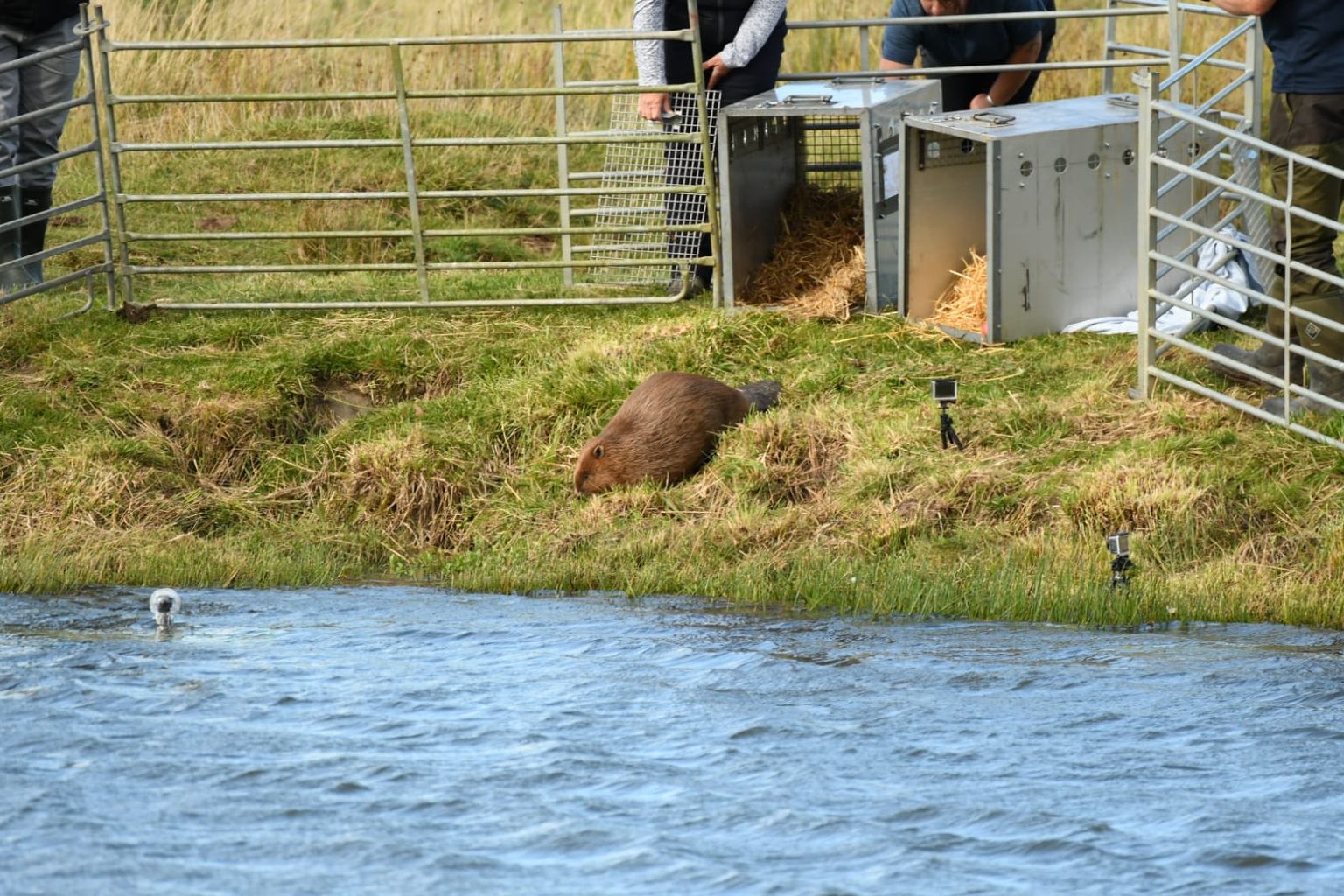 Beavers rewilded in Willington