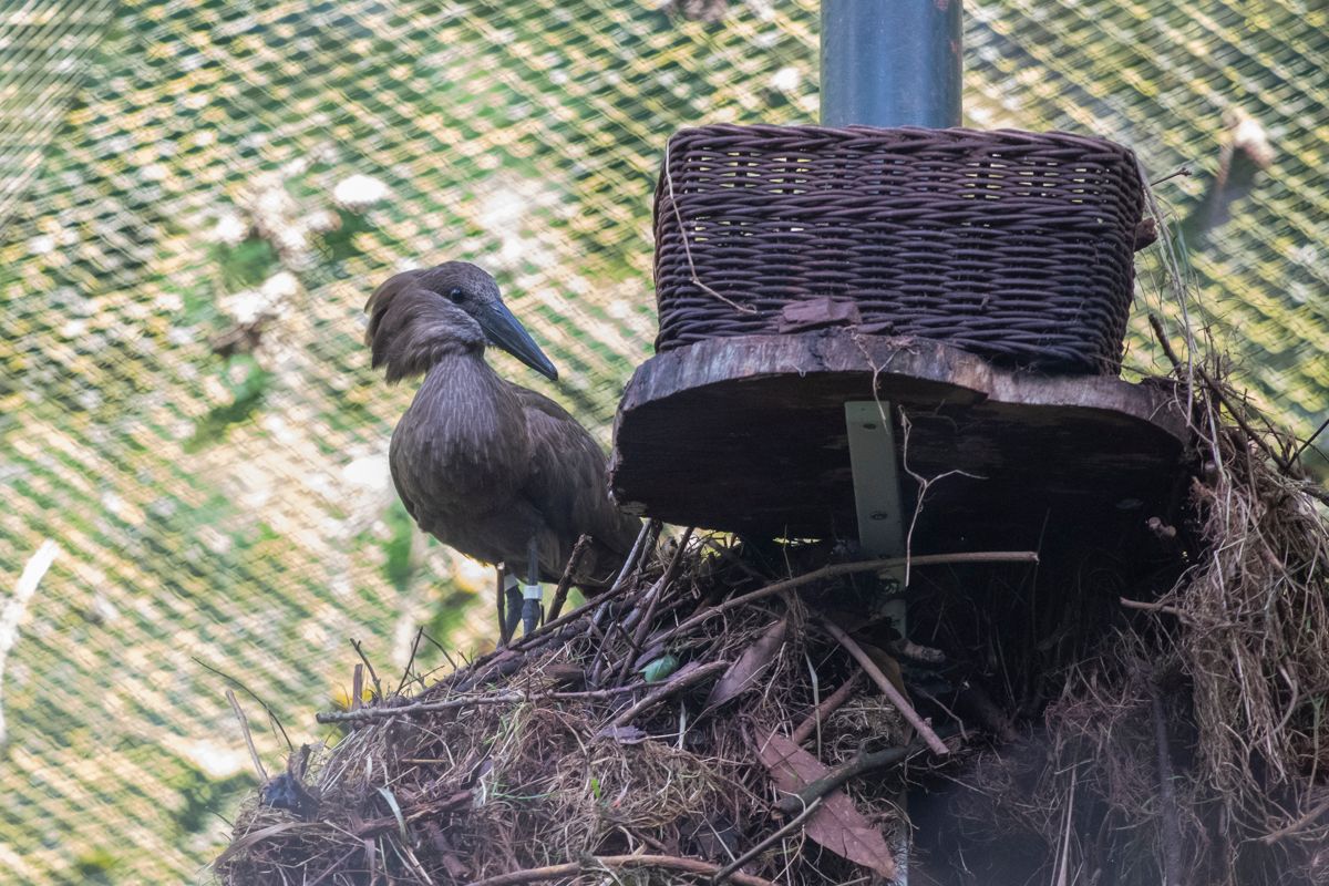 Giant birds' nest under construction at Paignton Zoo | News - Greatest ...