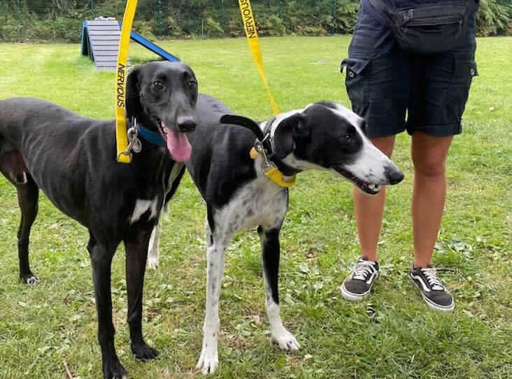 Demand for lockdown dogs saw the RSPCA rehome 136 canines in Hampshire ...