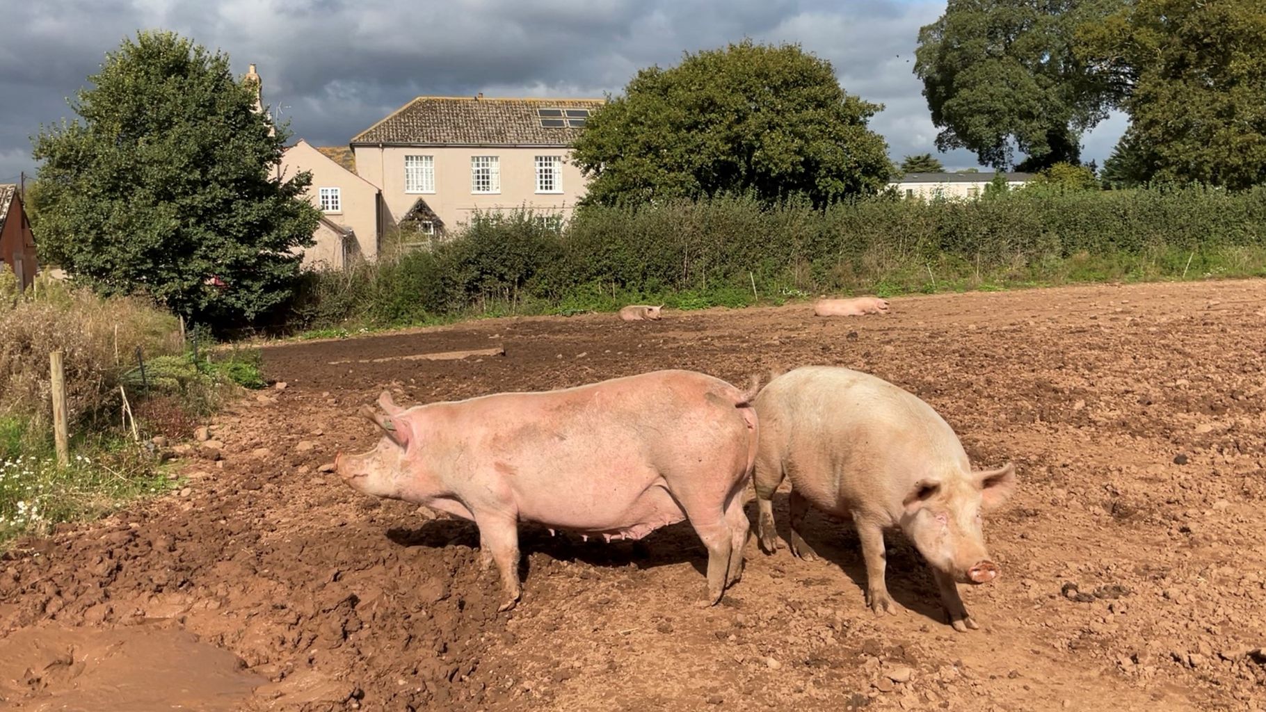 Some 'positive signs' as pig industry crisis deepens | News - Greatest ...