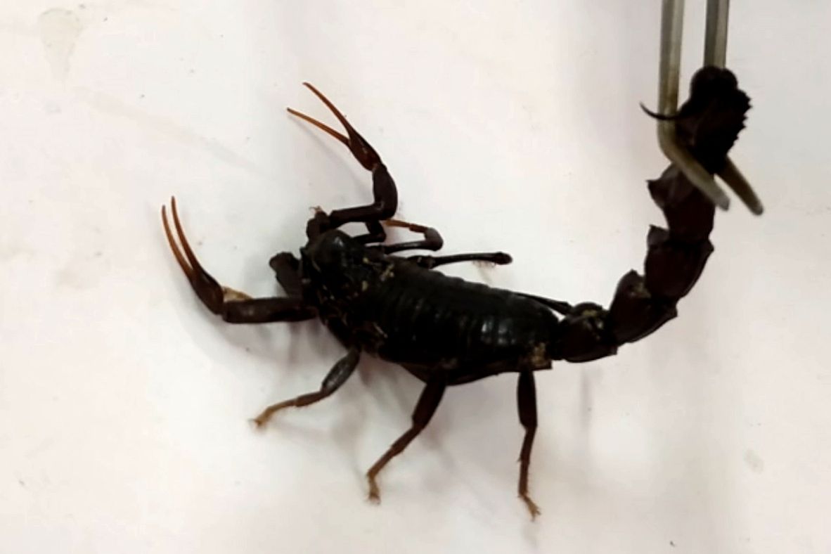 Scorpion venom the secret to Covid variant drugs?