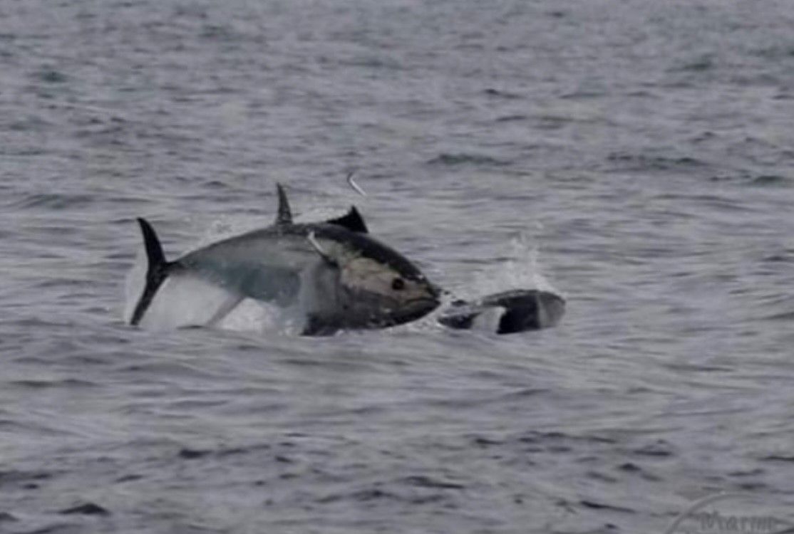 HUGE tuna snapped leaping out of water to feed in Cornwall | News ...