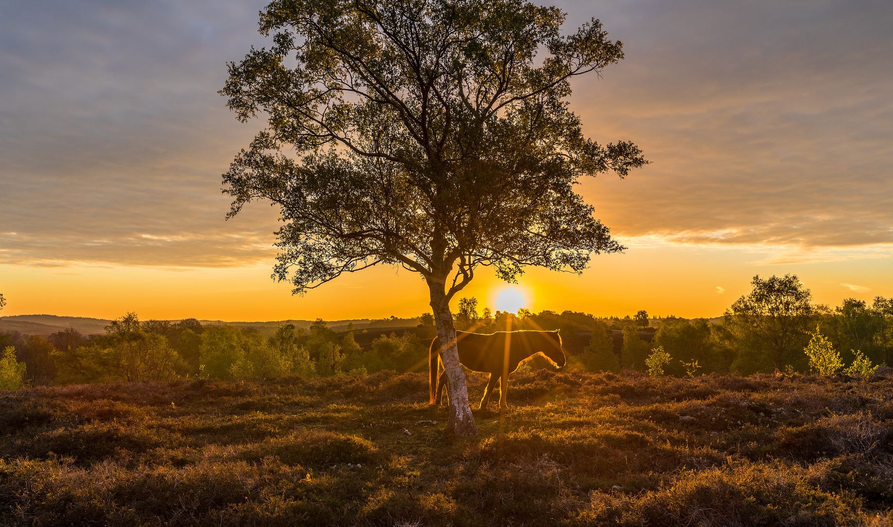 The New Forest National Park Authority is inviting people to sign to ...
