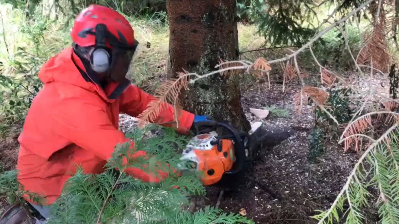 Covent Garden Christmas Tree cut from Solihull farm
