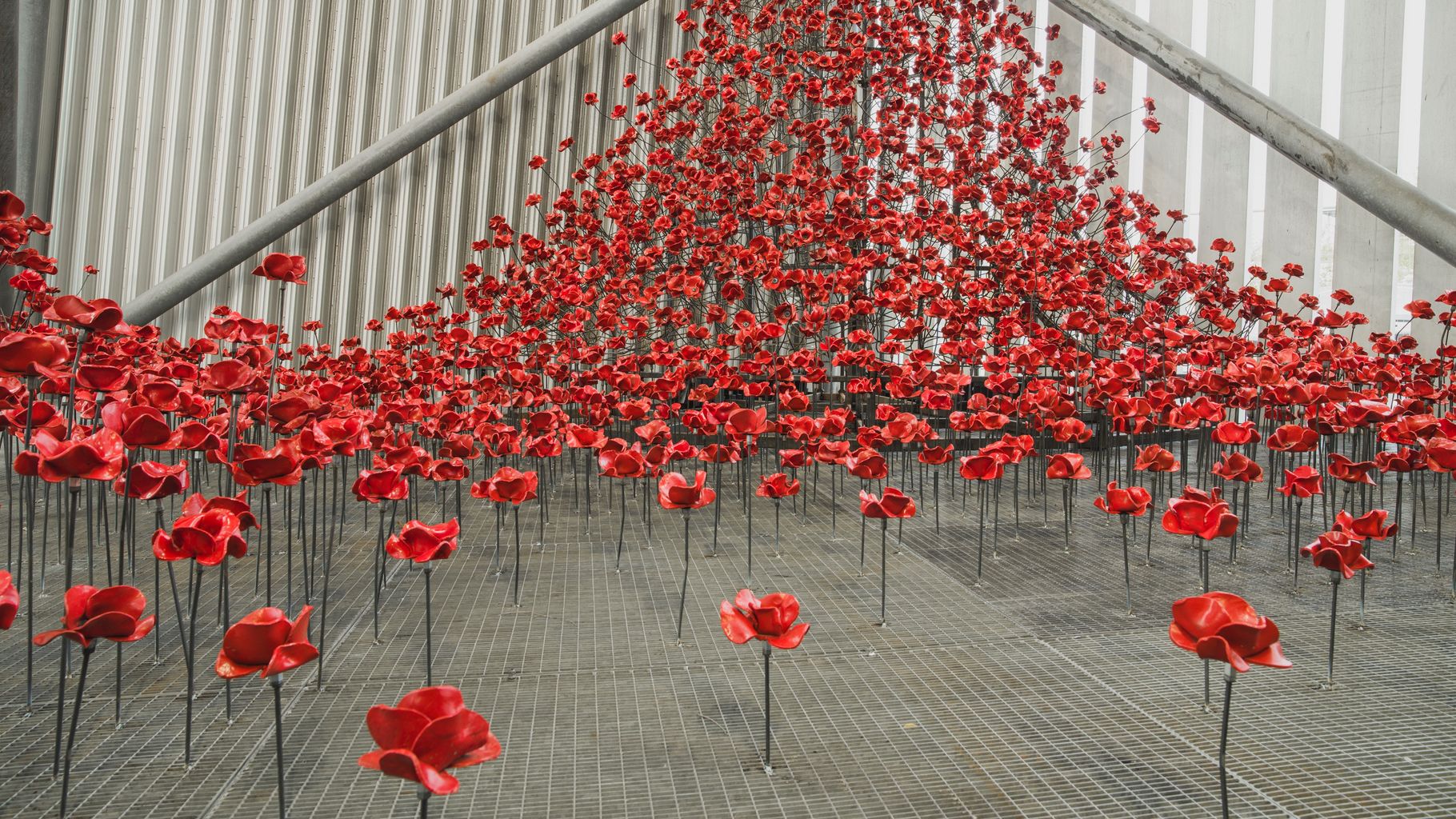10,000 poppies overflowing in Salford museum