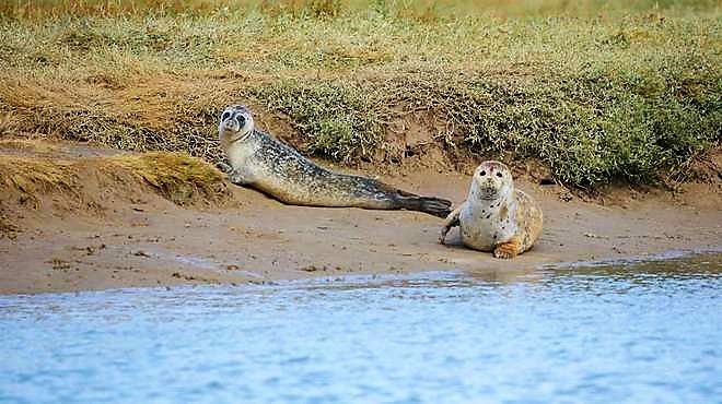 Sharks and seahorses found thriving in the Thames