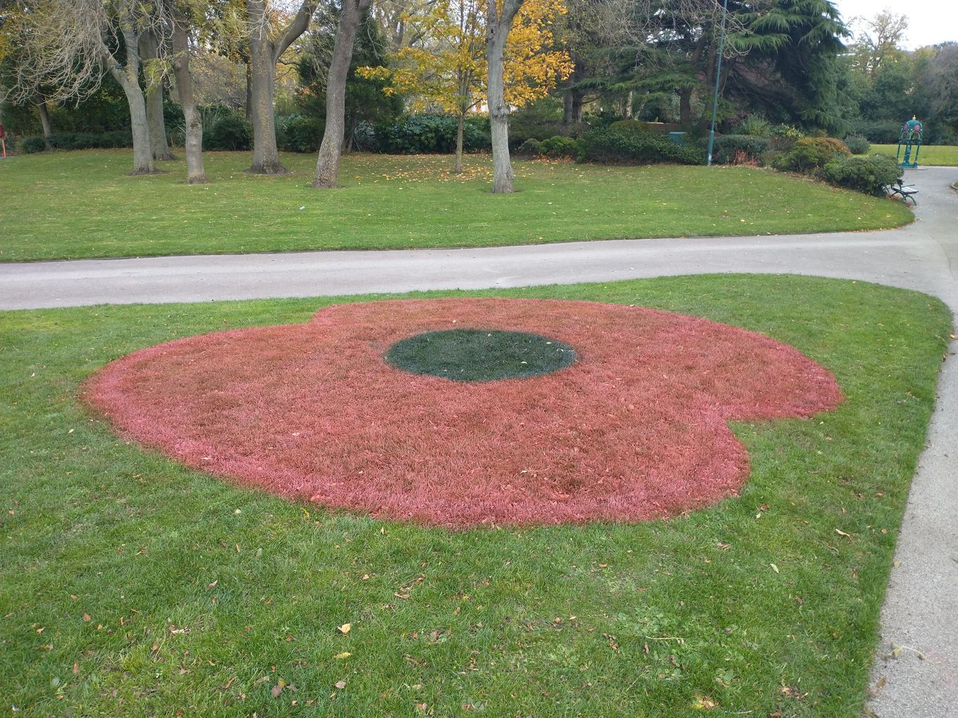 Poppies bloom for Remembrance Sunday across Sunderland | News - undefined