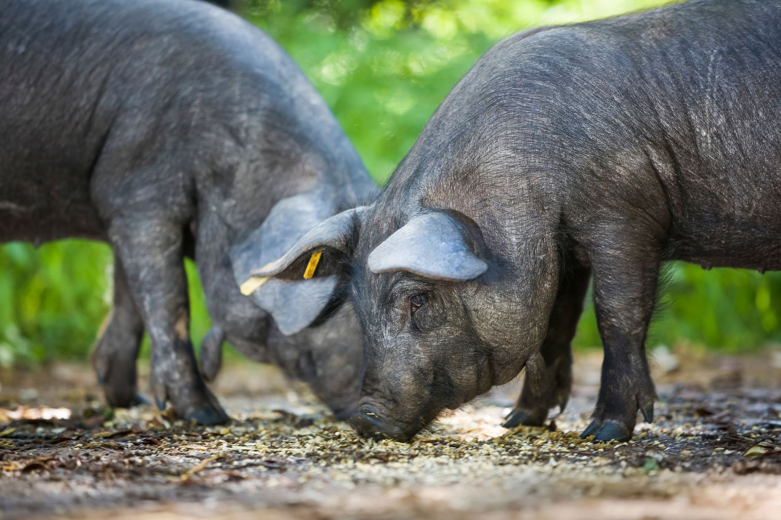 Pigs leave two injured after wreaking havoc on West Yorkshire golf course