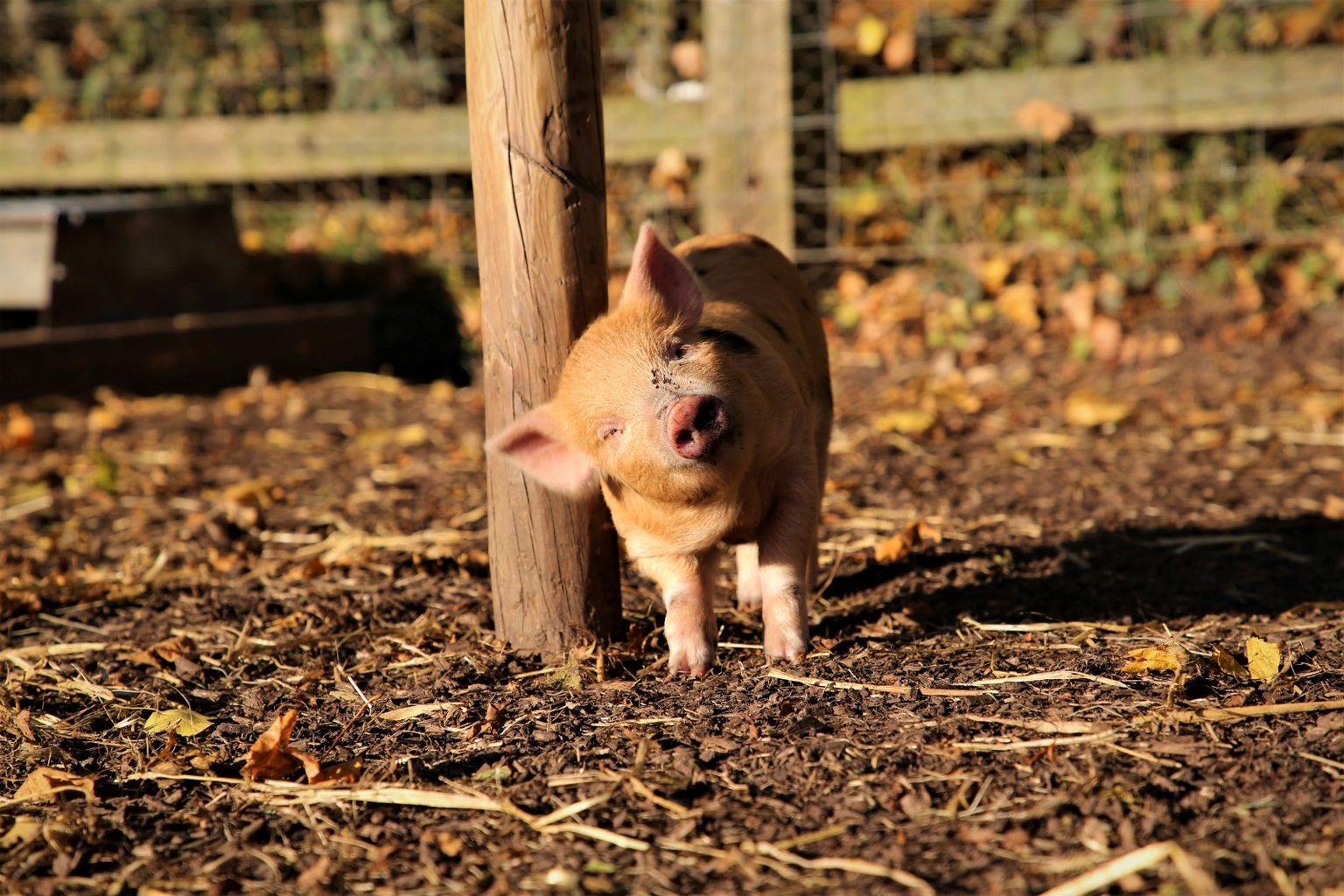 Meet Percy the pig | News - Greatest Hits Radio (Bucks, Beds & Herts)