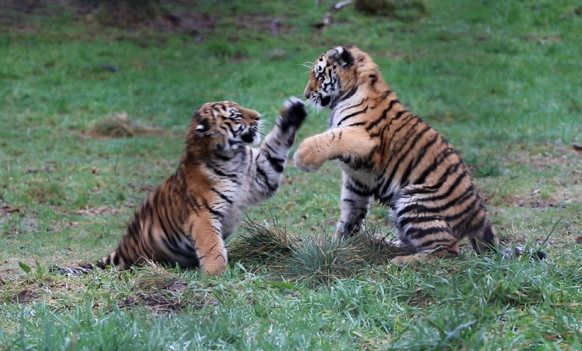 Cute video shows tiger cubs playfighting at Highland Wildlife Park ...