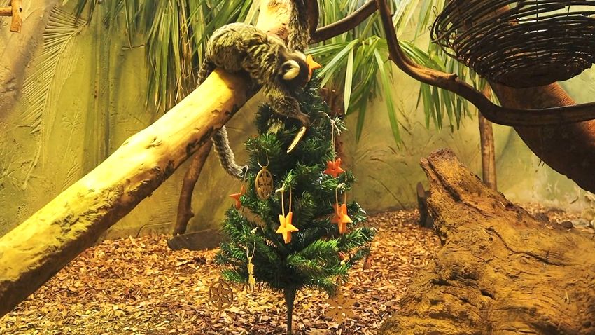East Sussex zoo animals decorate their own enclosures ready for 'Santa ...
