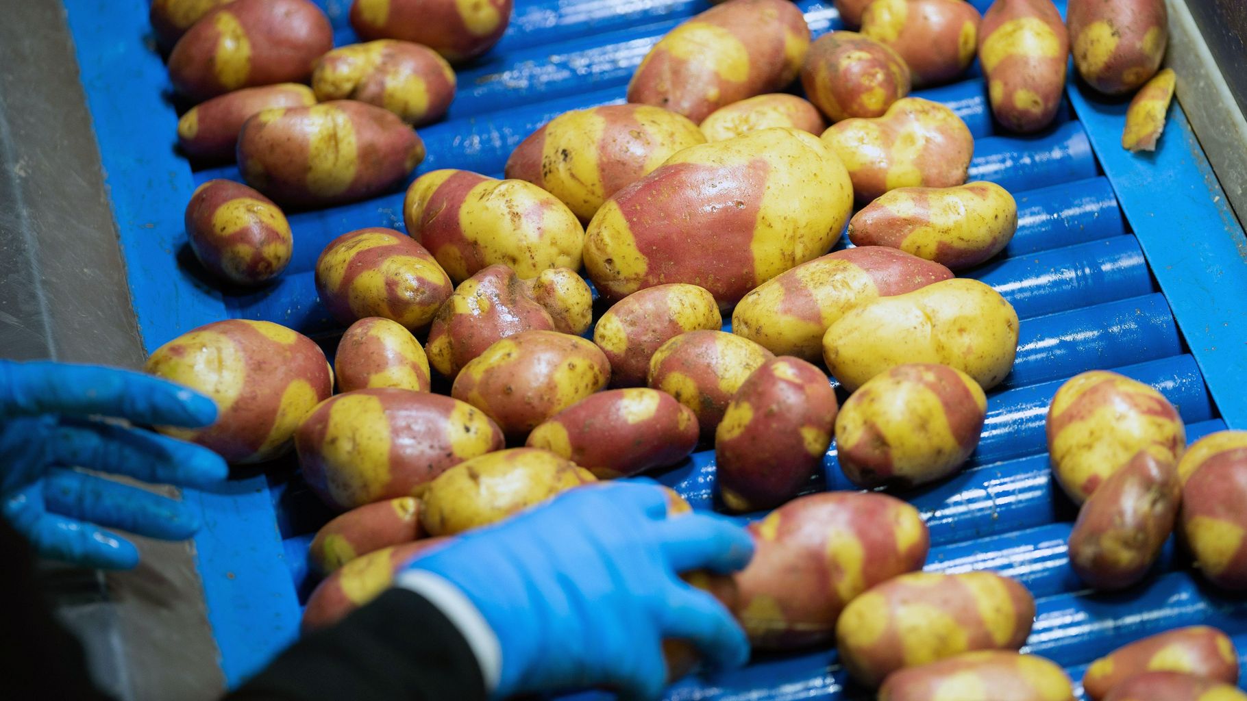 New Lincolnshire potato named Nemo that apparently roasts 25% quicker