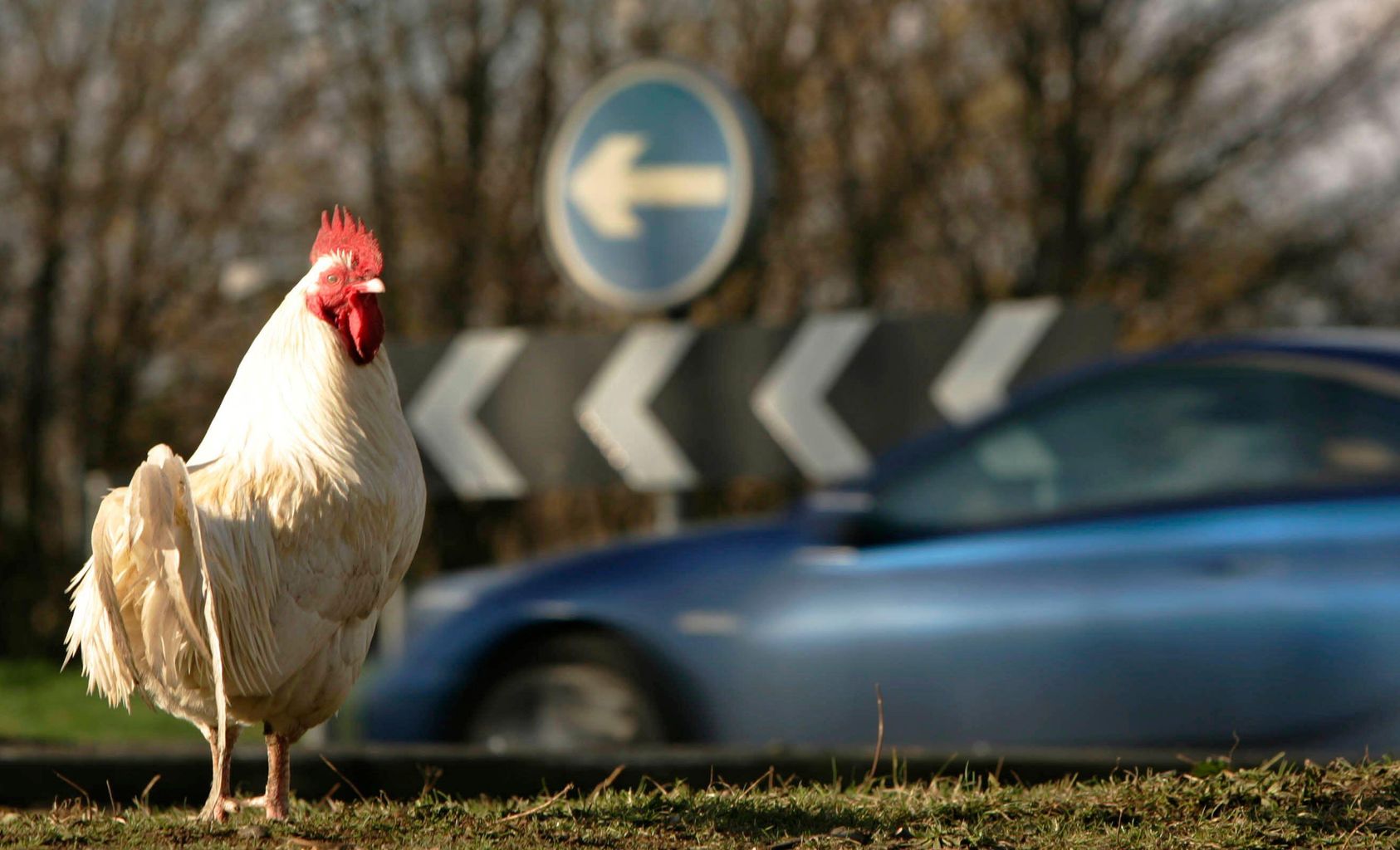 Bungay chicken roundabout memorial plans rejected | News - Greatest ...