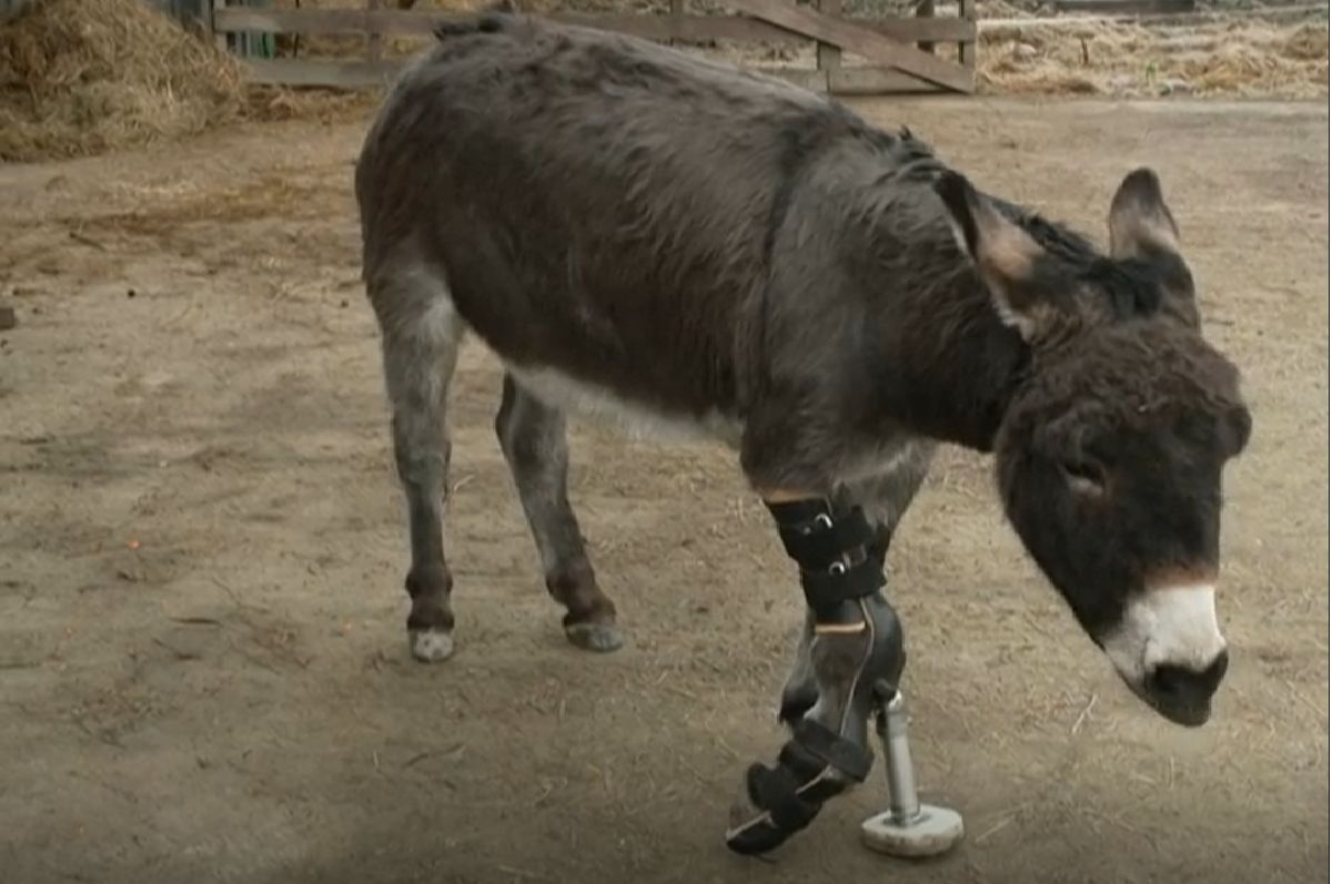 Christmas comes early for Worcestershire donkey Tommy who has ...