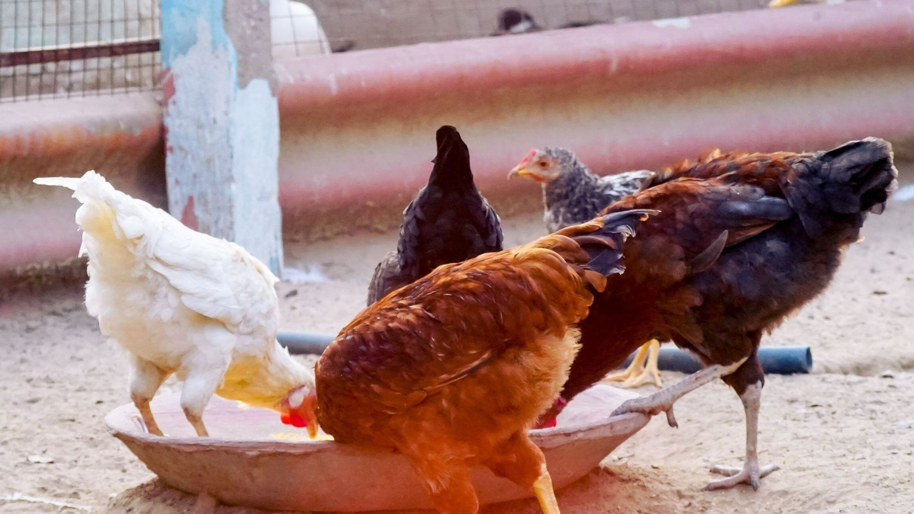 UK Chief Vet warns bird owners to take action against bird flu