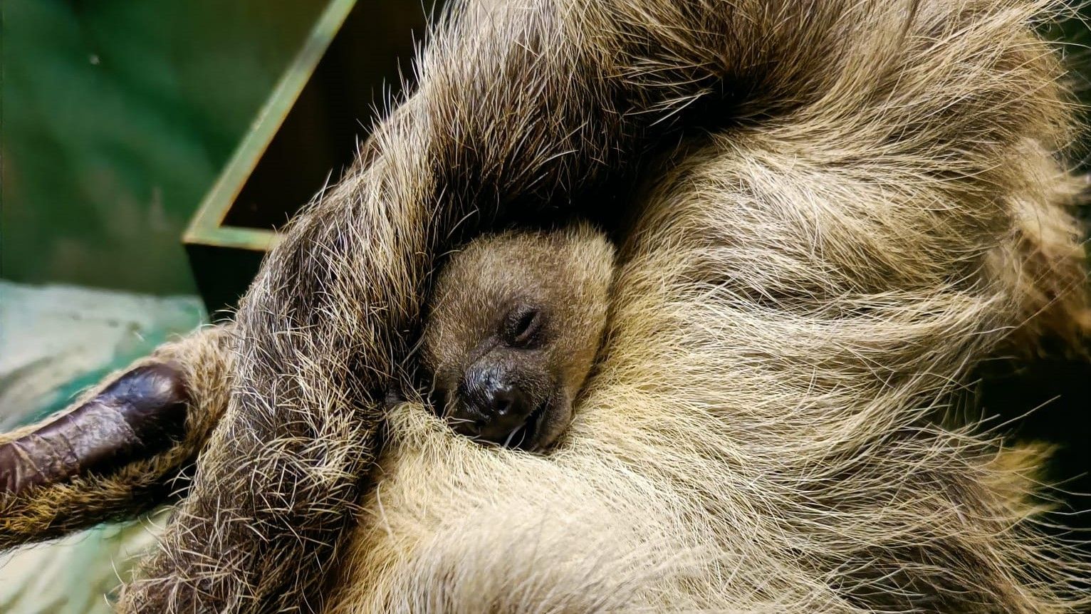 surprise baby sloth born at drusillas park