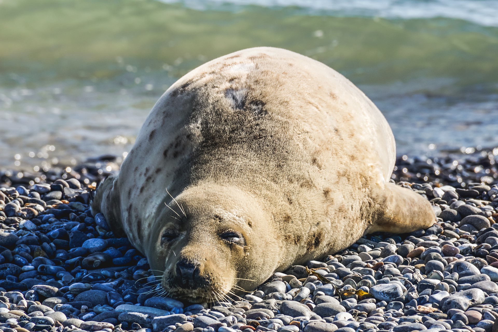 Seals disturbed in Robin Hood's Bay by 'ignorant' and 'abusive' runner