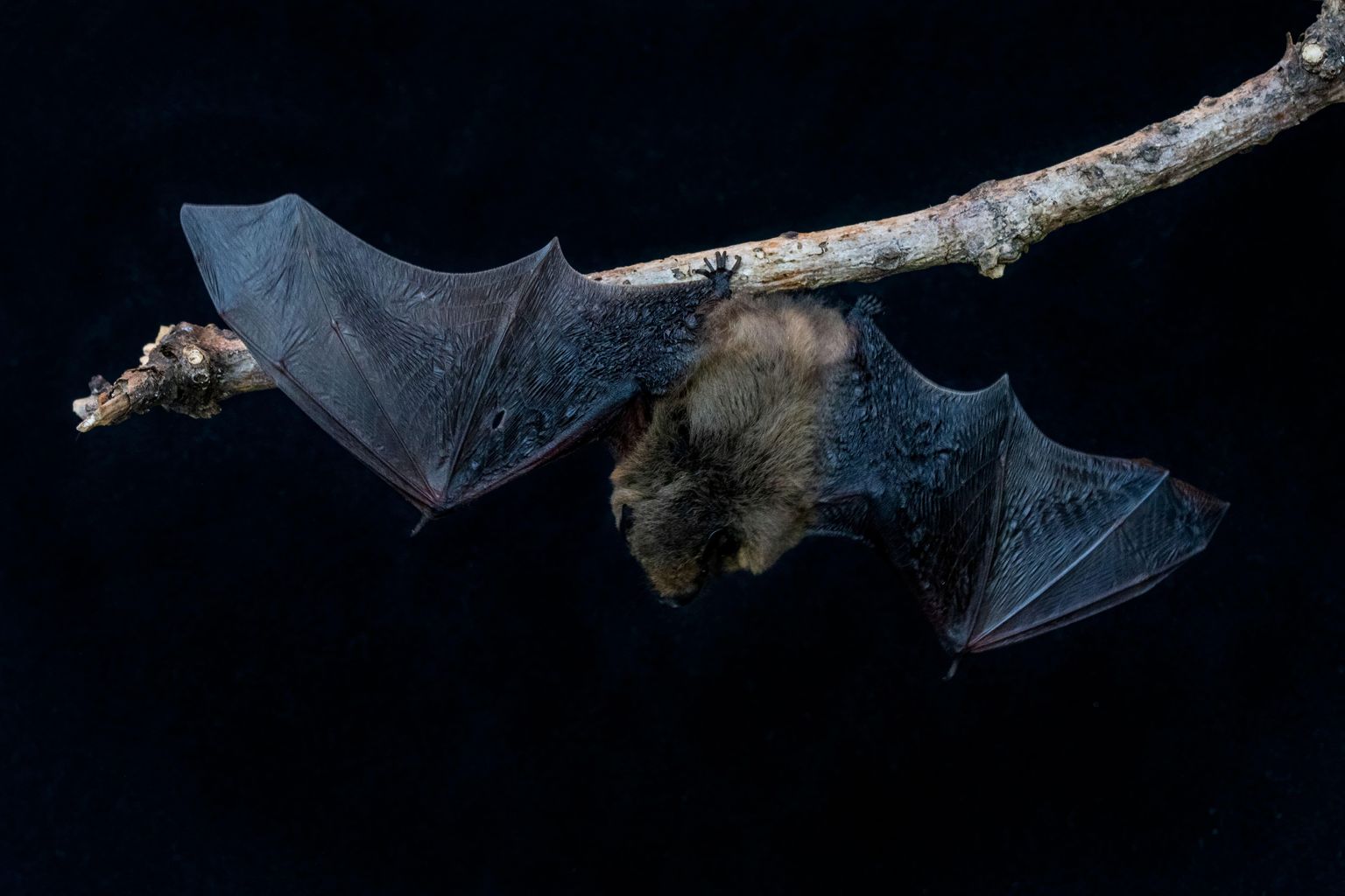 North Dorset farm promises new home for bats if barn conversion granted