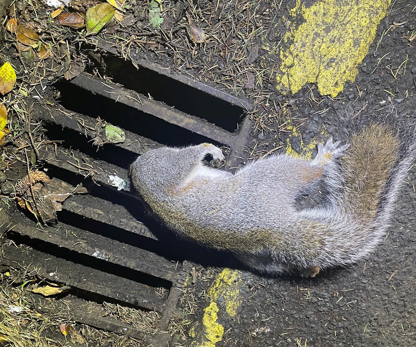 Squirrel rescued in Grimsby after getting stuck in a drain | News ...