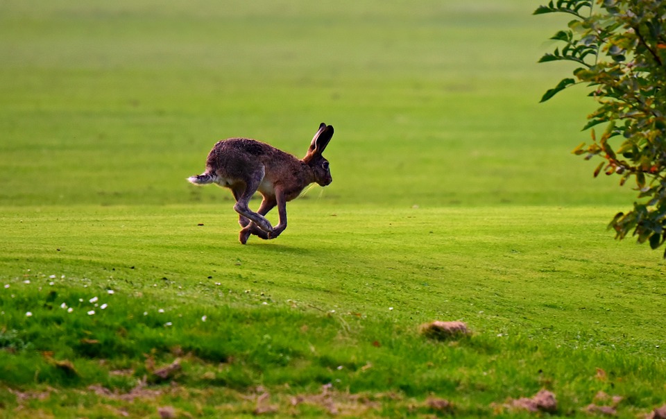 Police launch crackdown to stop hare coursing in Wiltshire