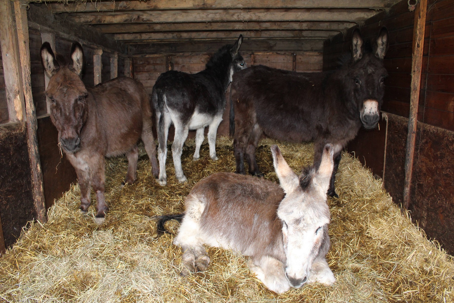 Whitby Donkeys operator given life ban for neglecting animals