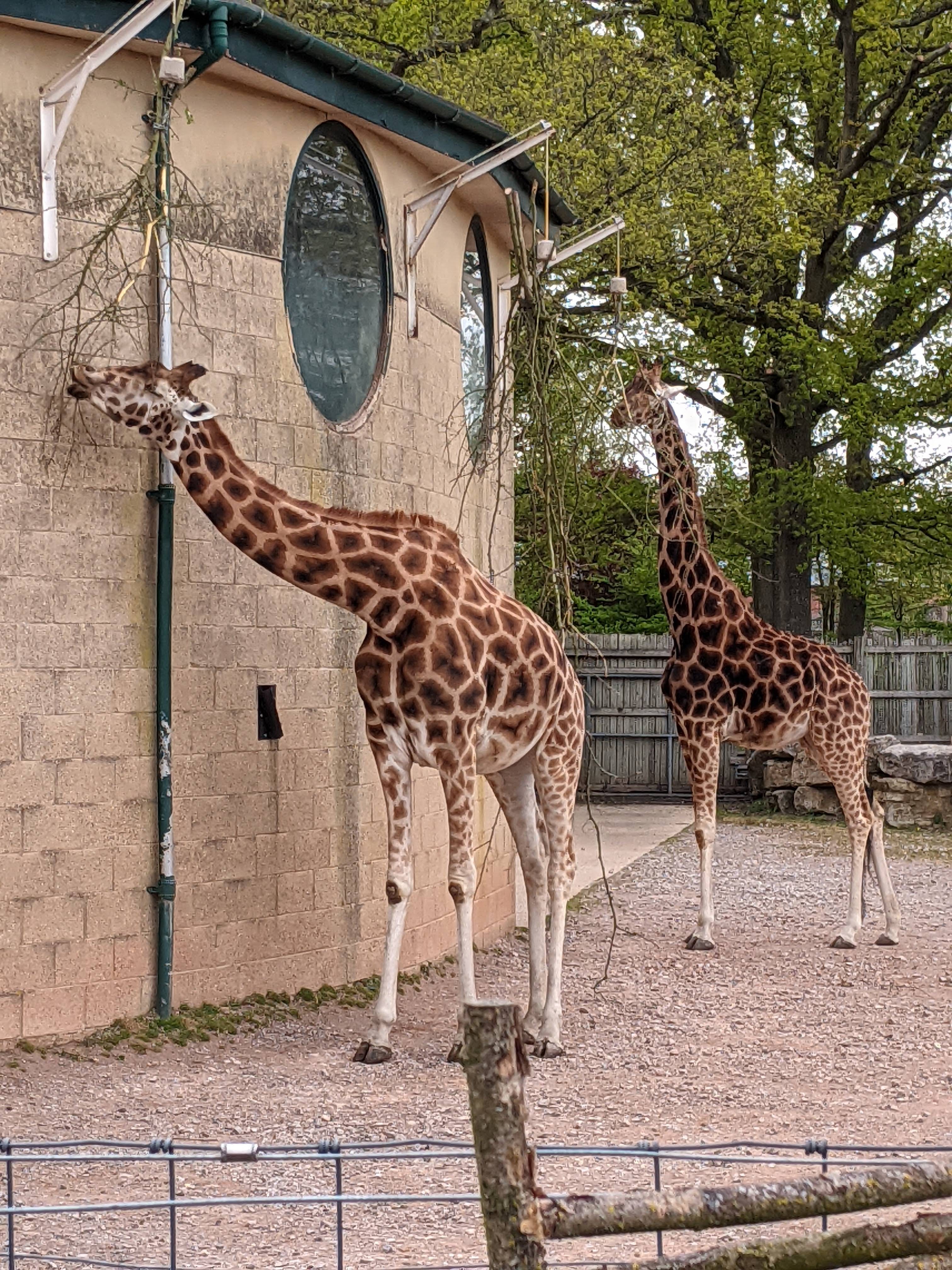 Marwell Zoo begins annual count | News - undefined