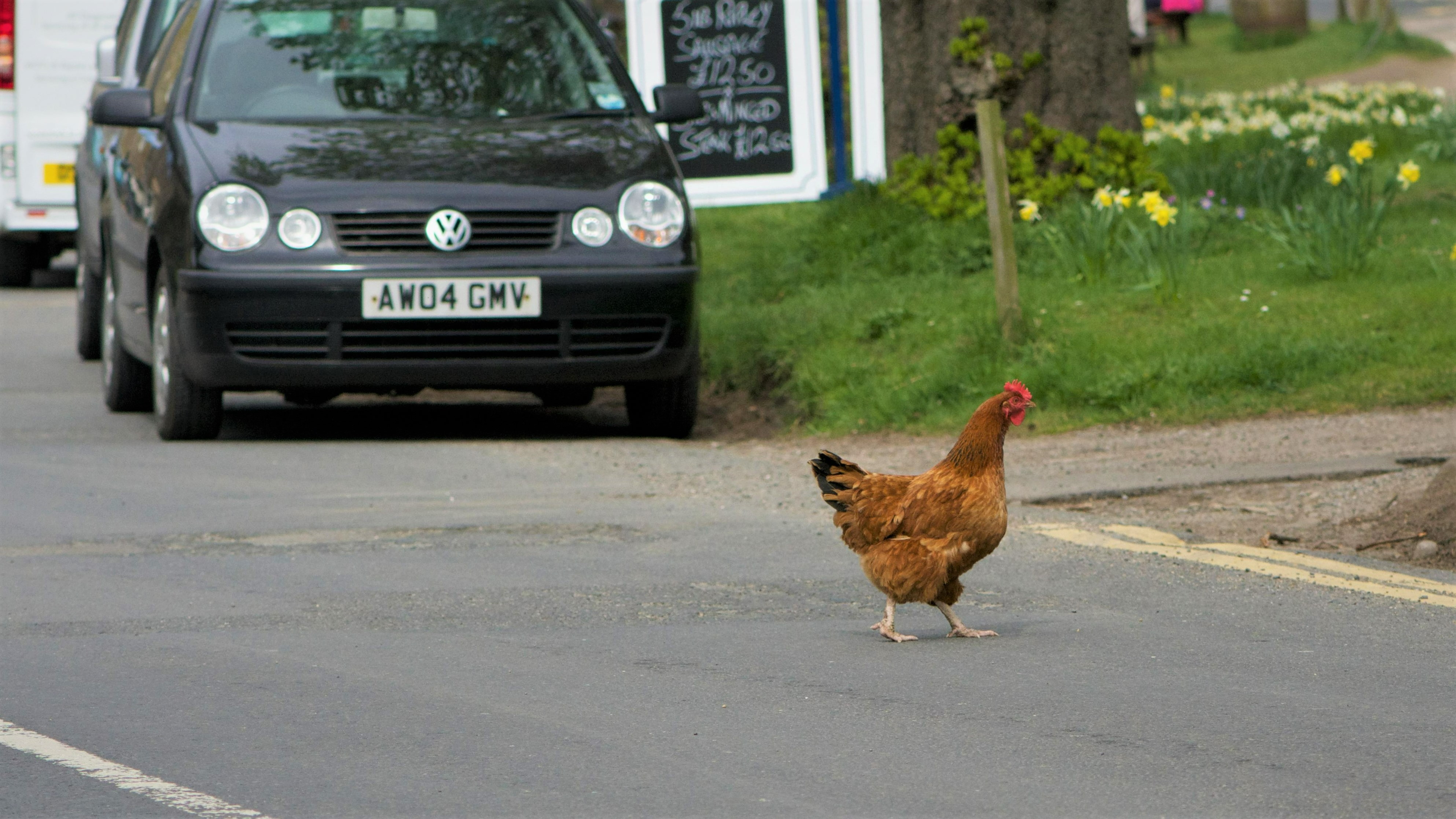 "Angry" chicken ruffles feathers by holding up traffic