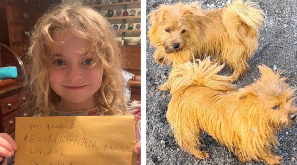 Seven-year-old writes to Queen for help to find missing dogs from ...