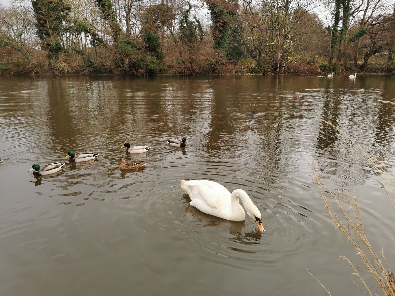 Bird cull at Whitby Wildlife Sanctuary | News - Greatest Hits Radio ...