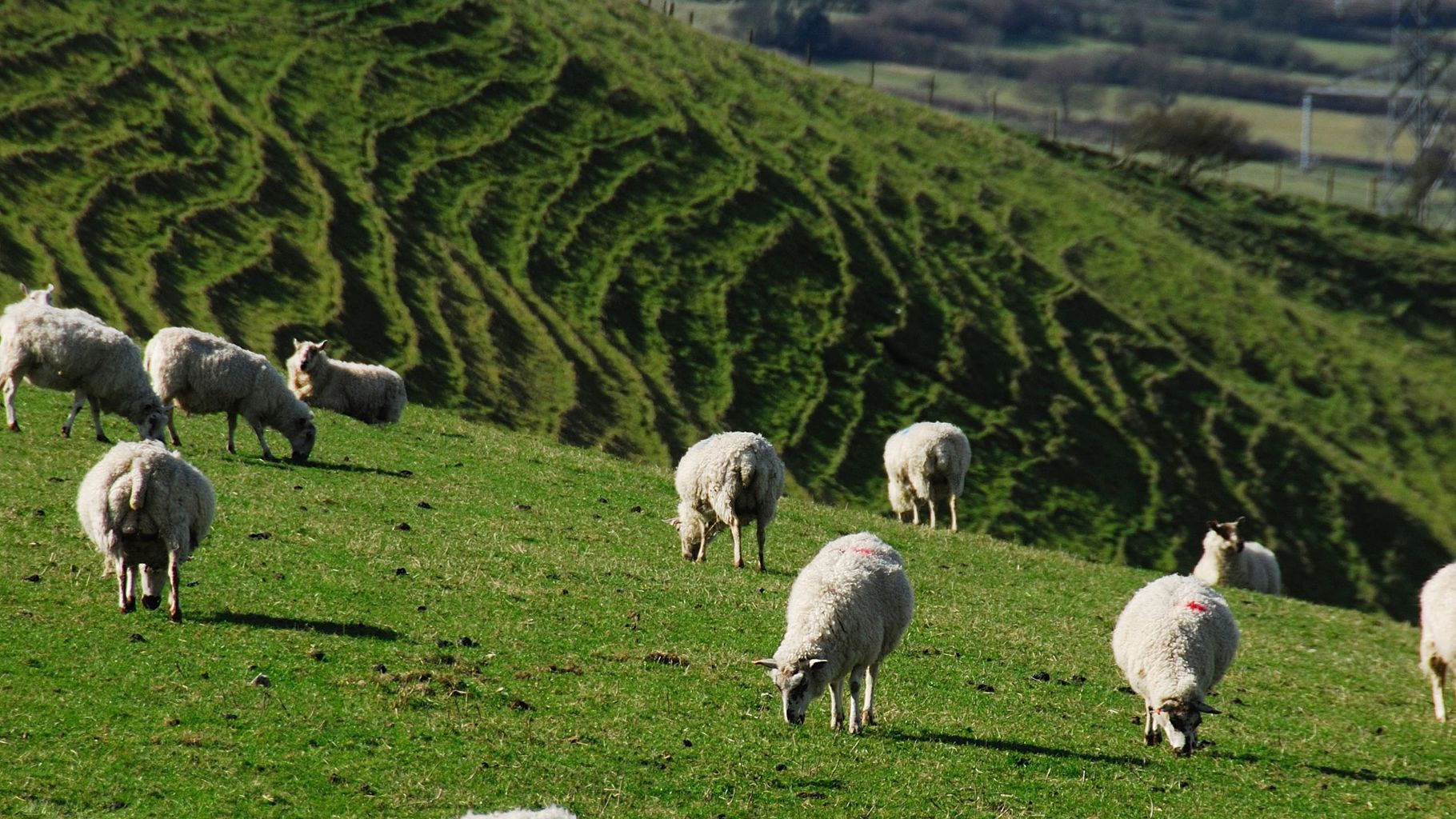 Nine sheep and an unborn calf killed in spate of Livestock Worrying ...