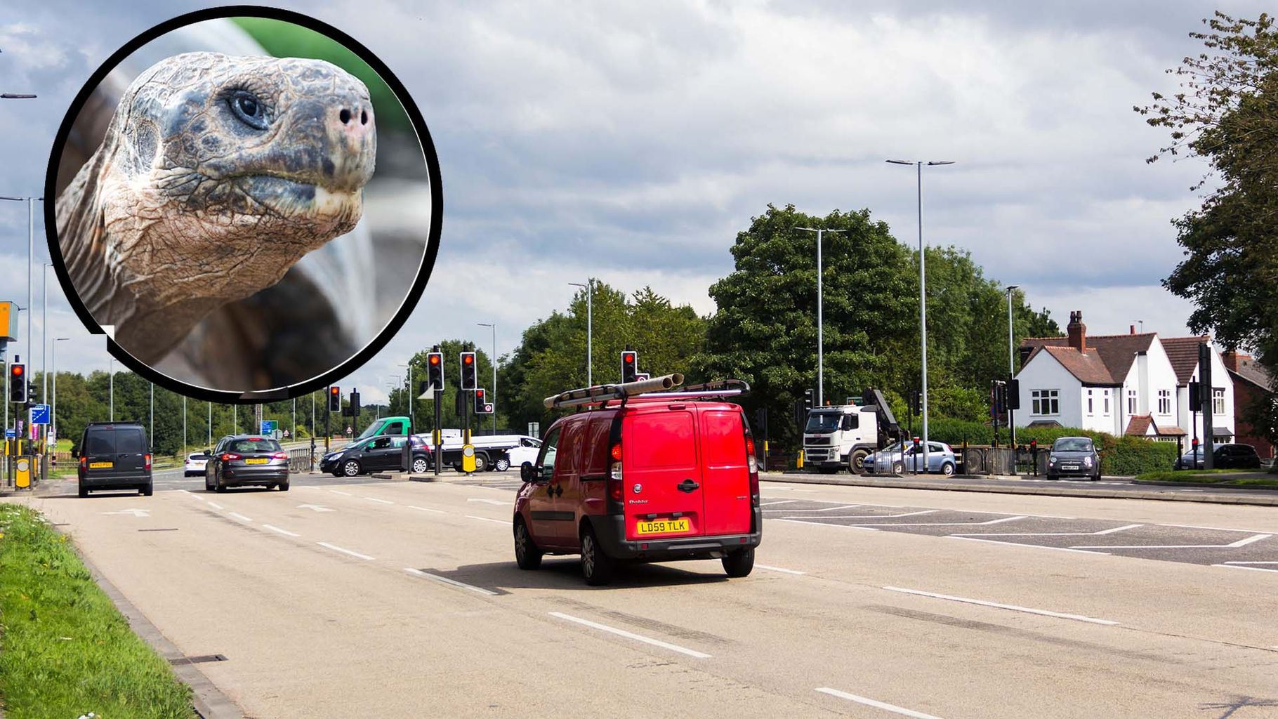 Tortoise that's been missing for FOUR year finally reunited with owners