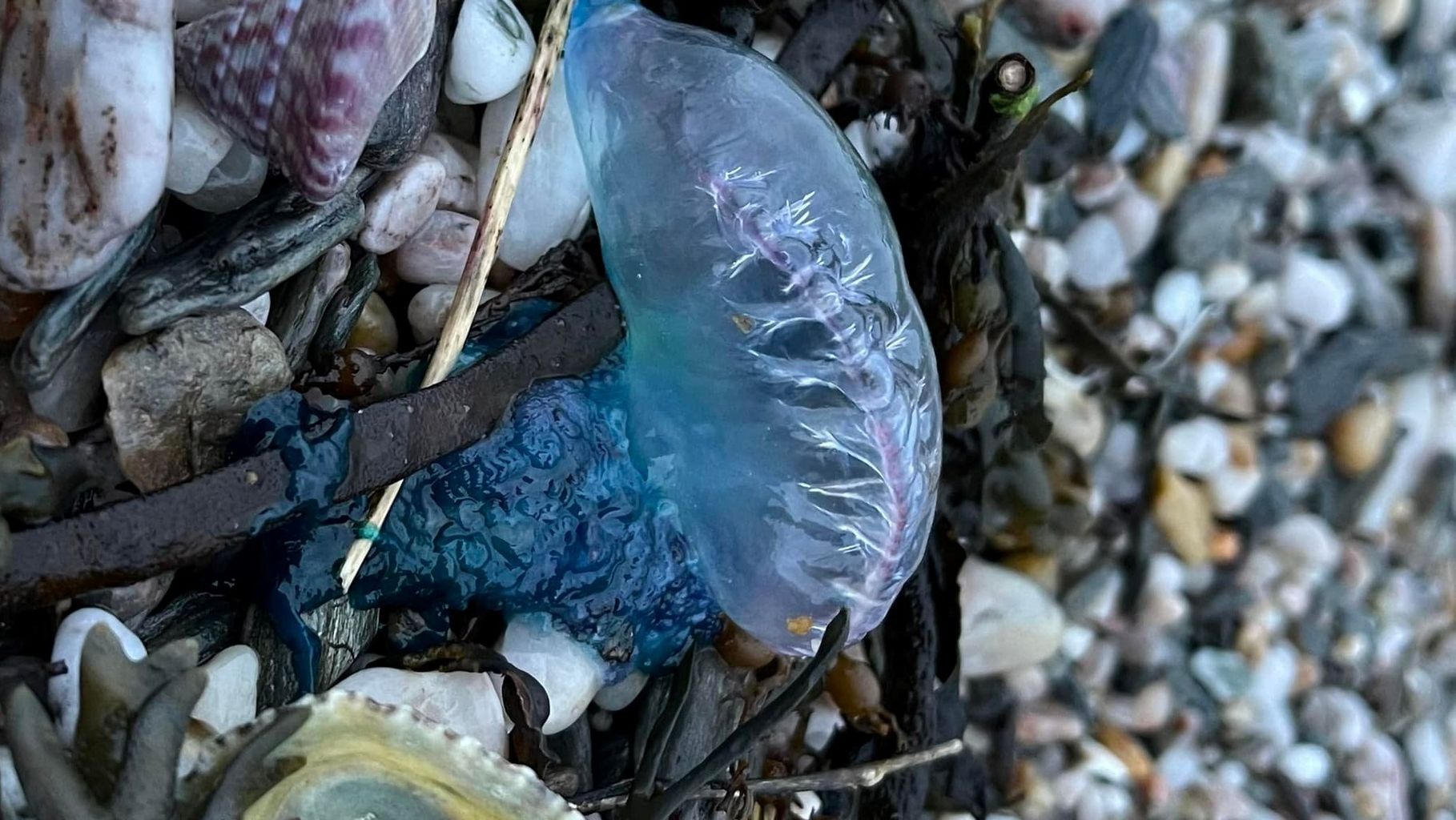 Warning to watch out for jellyfish-like creatures | News - Greatest ...
