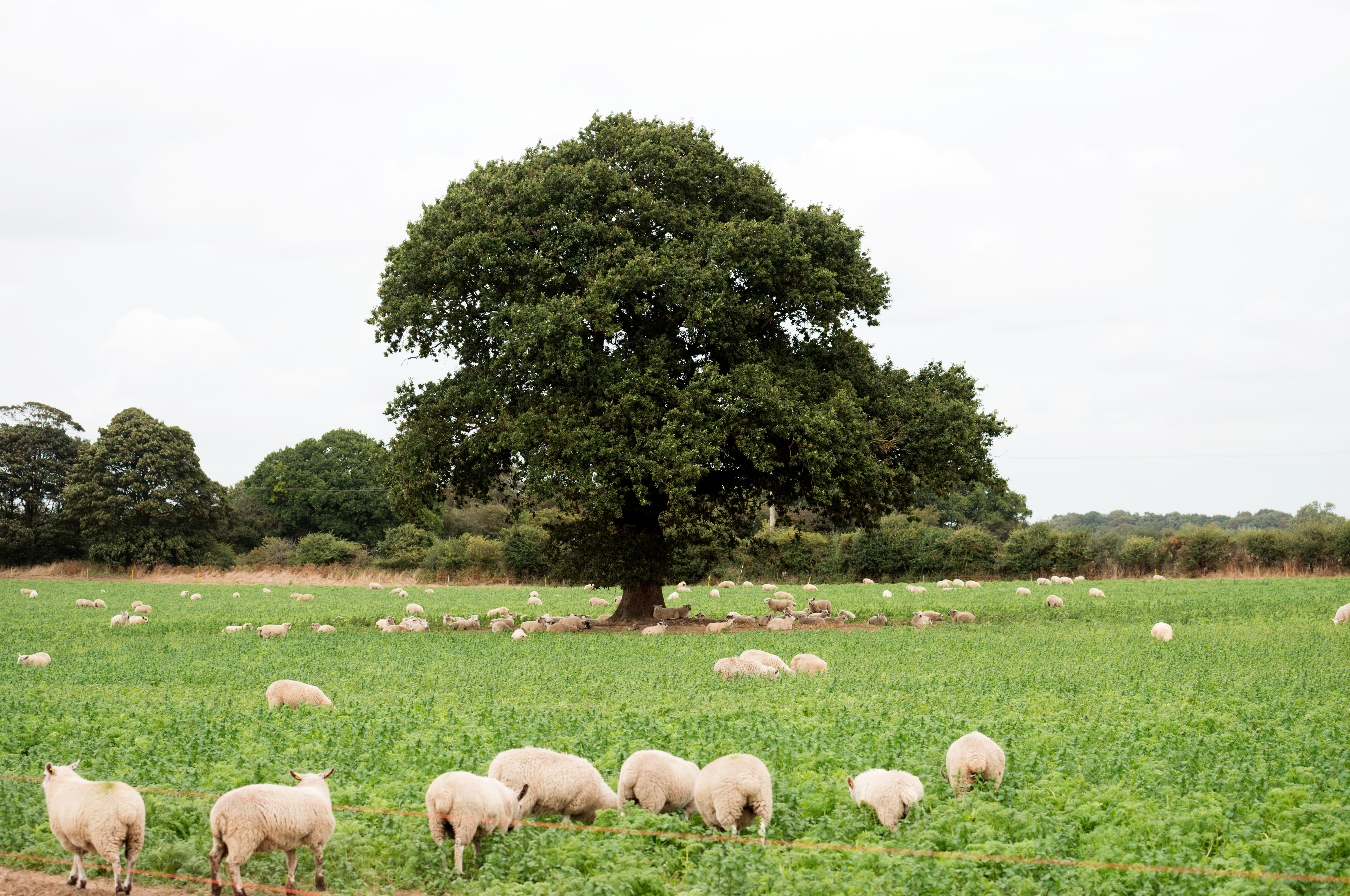 Hundreds of oak trees to be planted in East Suffolk to mark Platinum ...