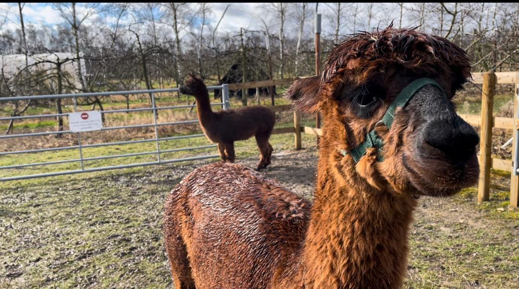 Essex-based Alpaca walking business fundraising after storm destroys ...