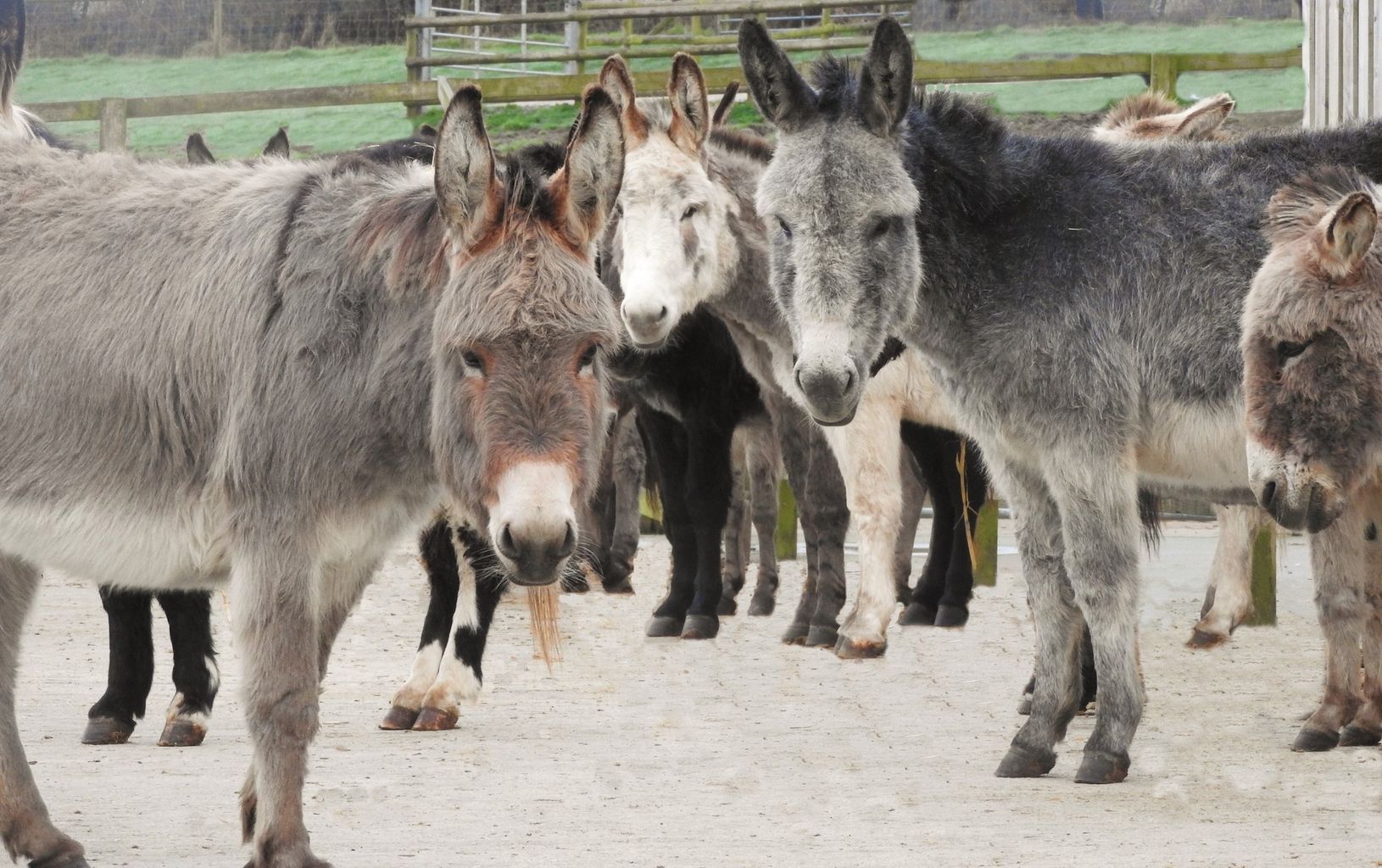 Donkey sanctuary in Cornwall awarded special accreditation